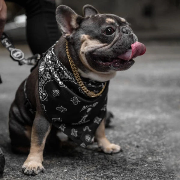 The Official Streetwear Brand for Dogs - @freshpawz